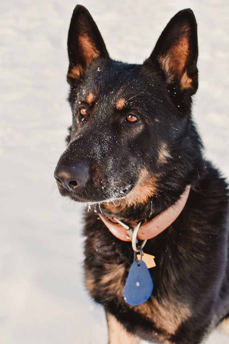 Full-Blooded German Shepherd Dogs - Smithfarms German Shepherds